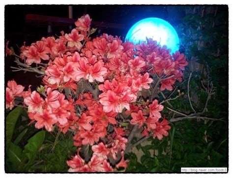 노사연의 바램 네이버 블로그