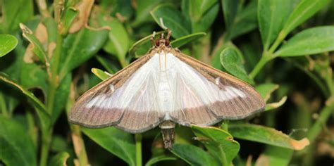 Phytophthora Bleeding Canker Identification And Treatment Davey Tree