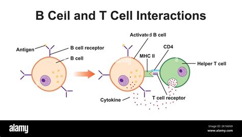 Memory B Cells T Cells And Some Become Cellspics