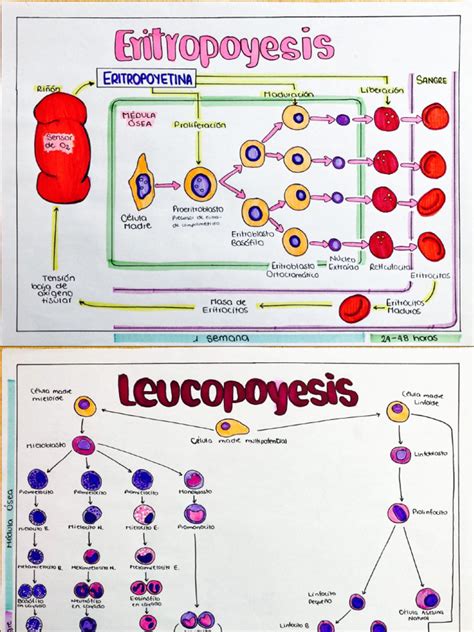 Eritropoyesis Y Leucopoyesis Andrade Melanie 3b Pdf