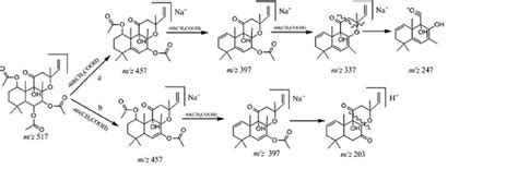 Fragmentation Pathways Proposed For Compound 6 Download Scientific