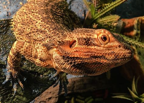 Bearded Dragon Sharon Mollerus Flickr