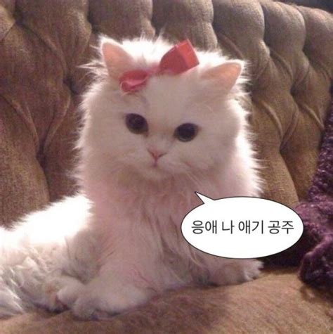 고양이 말풍선 짤 귀엽고 웃김 네이버 블로그