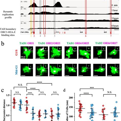 Spatial Distribution Of Replication Origins Relative To The Tads In The Download Scientific