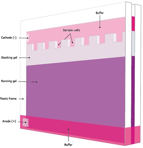 Western Blot Filter Paper Purpose At Peter Morrison Blog