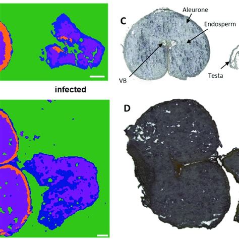 Bisecting K Means Exploratory Data Analysis For Ap Smaldi Imaging Of Download Scientific