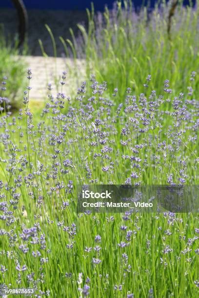 야생 라벤더 집 밖에서 자라는 다양한 색조의 라벤더 라벤더 0명에 대한 스톡 사진 및 기타 이미지 0명 개념 개념과 주제 Istock