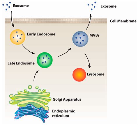 Ijms Special Issue Focus On Extracellular Vesicles