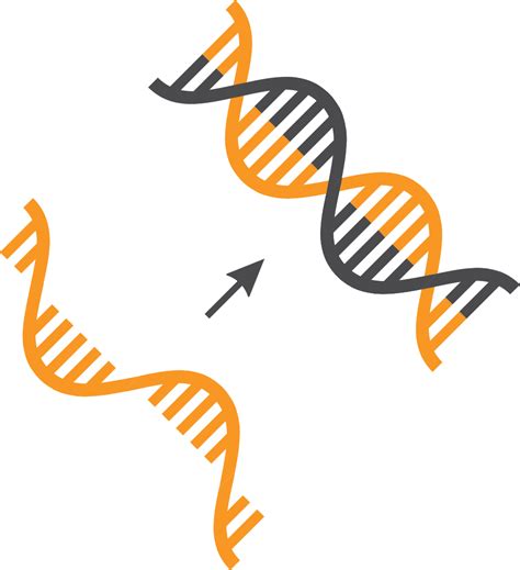Ngs Sample Preparation Cdna Synthesis And Library Construction