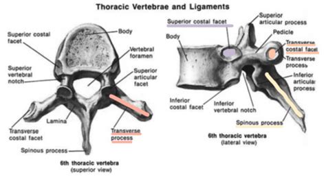 Thoracic Spine Fc Nsu Flashcards Quizlet
