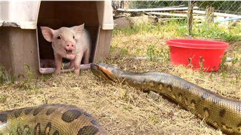 Worlds Largest Snake Eating