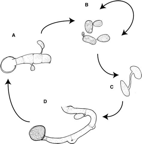 2 Life Cycle Of Rhodosporidium Toruloides Sporidiobolales A A