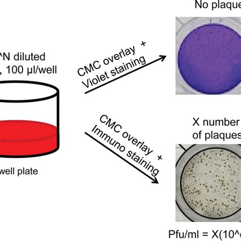 The Tcid50 Assay A Schematic Of A 96 Well Viral Titration Plate An Download Scientific