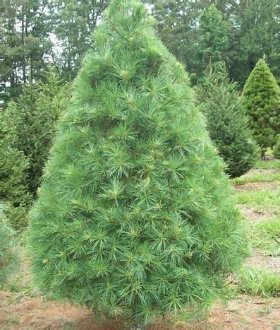 Our Trees Holcomb Farm