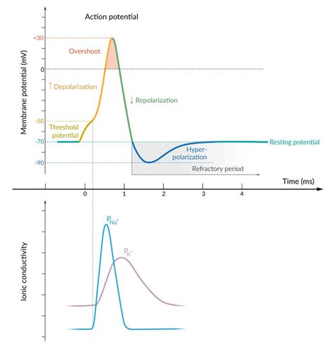 Neuron Depolarization