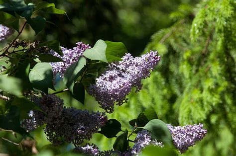 라일락 꽃입니다 흐리게 배경 녹색 잎 라일락의 창백한 라일락 꽃 봄 라일락 꽃과 녹색 분기 합니다 라일락 꽃 잎의 0명에 대한 스톡 사진 및 기타 이미지 Istock