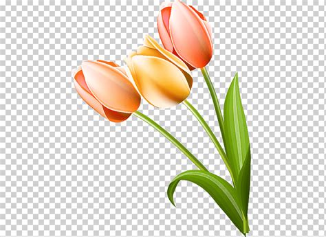 พืชดอกทิวลิปกลีบดอกไม้ตัดดอก ตระกูลลิลลี่ หน่อ ลำต้นของพืช Png Klipartz