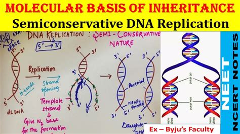 Semiconservative Replication Diagram