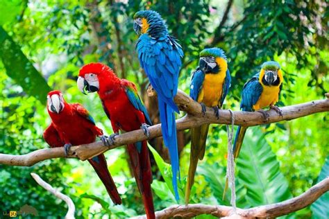 اسرار طوطی ماکائو زیباترین طوطی جهان؛ از پرورش و نگهداری تا جفت‌گیری و