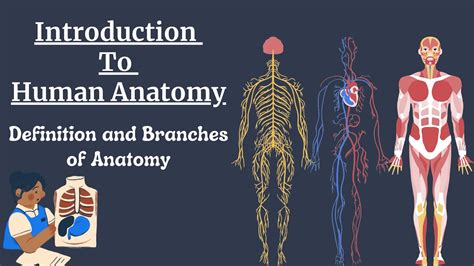 Definition For Anatomy Anatomical Terminology Planes Directions