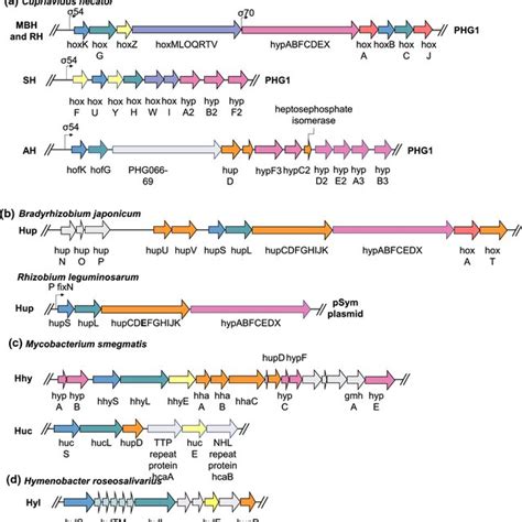 Comparison Of Representative Genetic Organization Of Nife Hydrogenase