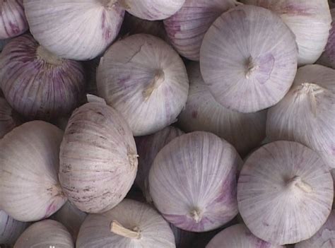 紫皮大蒜独蒜紫皮大蒜头独头大蒜新鲜 200g拍4份包邮 虎窝淘