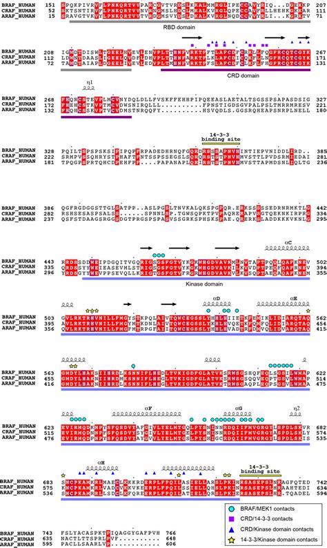 Raf Sequence Alignment Human Araf Braf And Craf Sequences Are Aligned