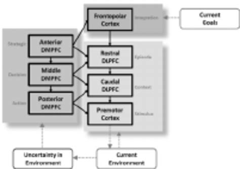 A Hierarchical Model For Cognitive Control Download Scientific Diagram