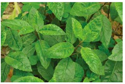 白子菜 中药学 医学