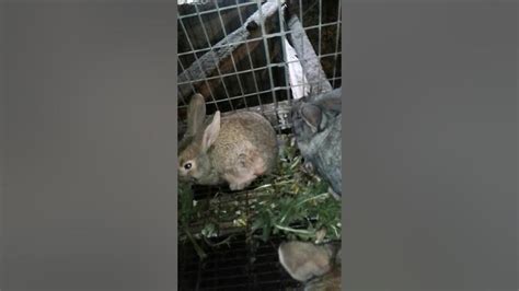 რა უნდა ვაჭამოთ ერთი თვის ბაჭიას Youtube