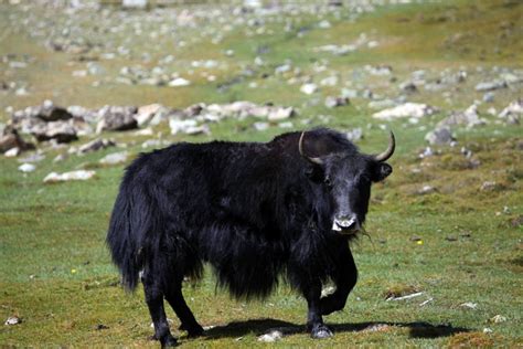 Животинският свят във всеки климатичен пояс I