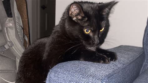 Runge Kutta 4 · Github Topics · Github