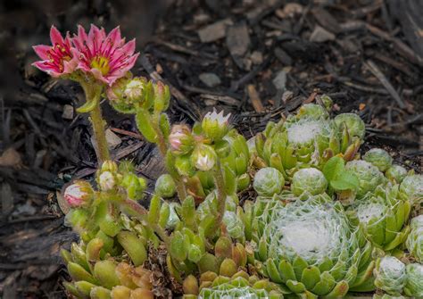 What Does A Hen And Chicken Plant Look Like The Ultimate Guide To