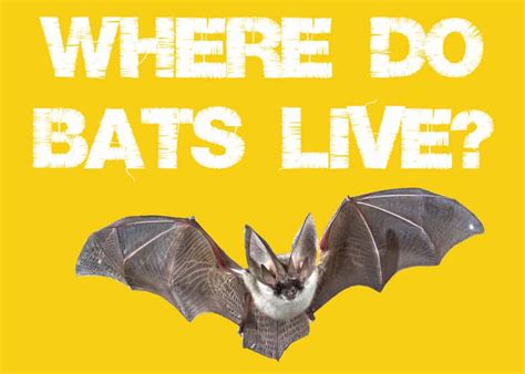Where Do Bats Live During The Day What About Winter Squirrels At The Feeder