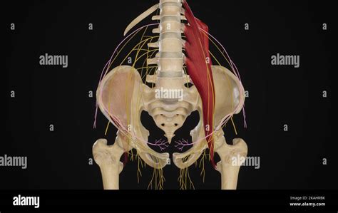 Anatomical Illustration Of Iliohypogastric Nerve Stock Photo Alamy