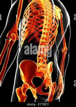 Human Skeleton Computer Artwork Stock Photo Alamy