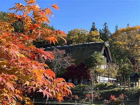 飛騨の里の紅葉がピークです！ 勝手に岐阜県観光大使