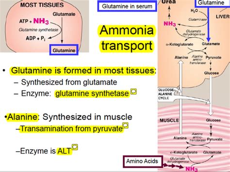 Ammonia And Urea Cycle Lecture 53 And 54 Flashcards Quizlet