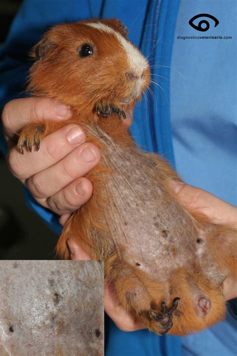 Deficiencia De Vitamina C En Cobayas Diagnóstico Veterinario