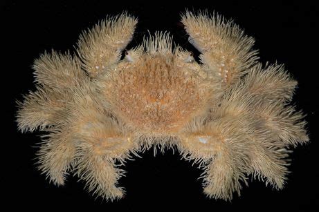 Hairy Crab The Yeti Crab Kiwa Hirsuta Crab With Hair