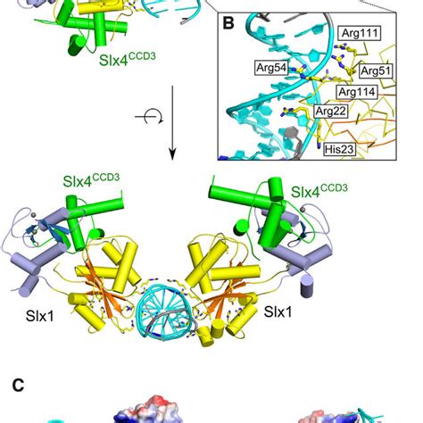 Structural Differences At The New Dna Binding Interface Between Apo And Download Scientific