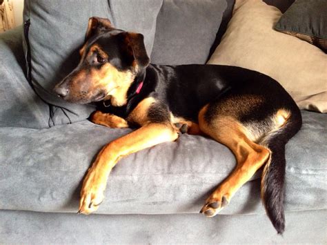 German Shepherd And Doberman Mix Puppies