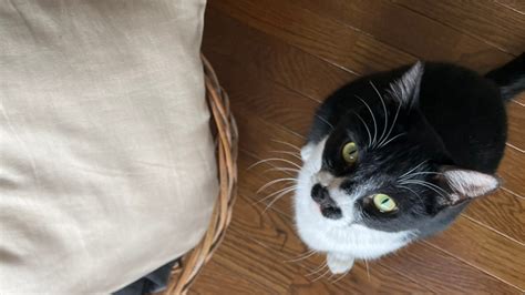 ハチワレ猫の性格とは？ハチワレ猫の種類や縁起がいい理由も解説 彩🐾猫の参考書