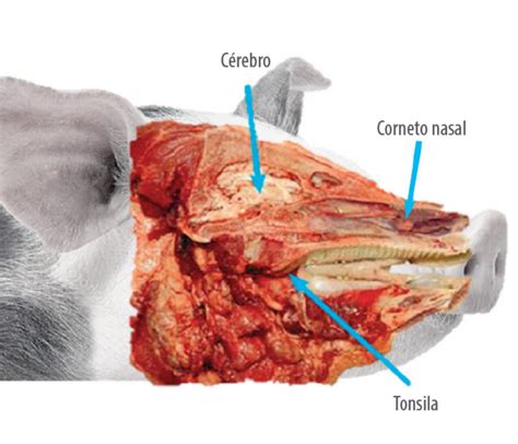 Streptococcus Suis Como Enfrentar Esse Desafio