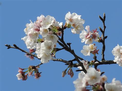 梅の花 花 Pixabayの無料写真