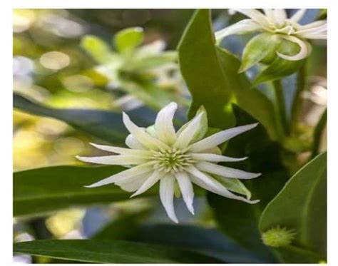 Illicium Verum Flower At ₹ 3400kg Flower Seeds In Dehradun Id
