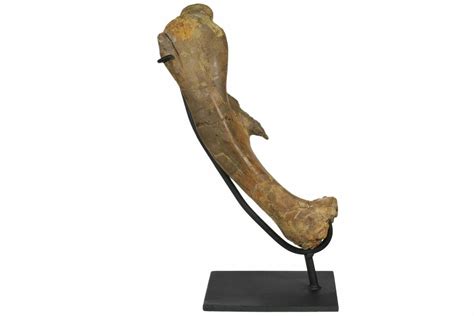 12 4 Fossil Pachycephalosaurus Femur Montana 129308 For Sale