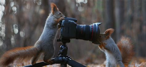 Cutest Photoshoot Of Squirrel By Russian Photographer Reckon Talk