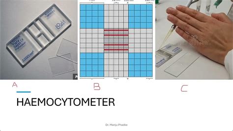 Direct Microscopic Count Using A Haemocytometer Youtube