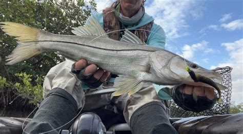 Snook Holding Tight To Structure Spacefish